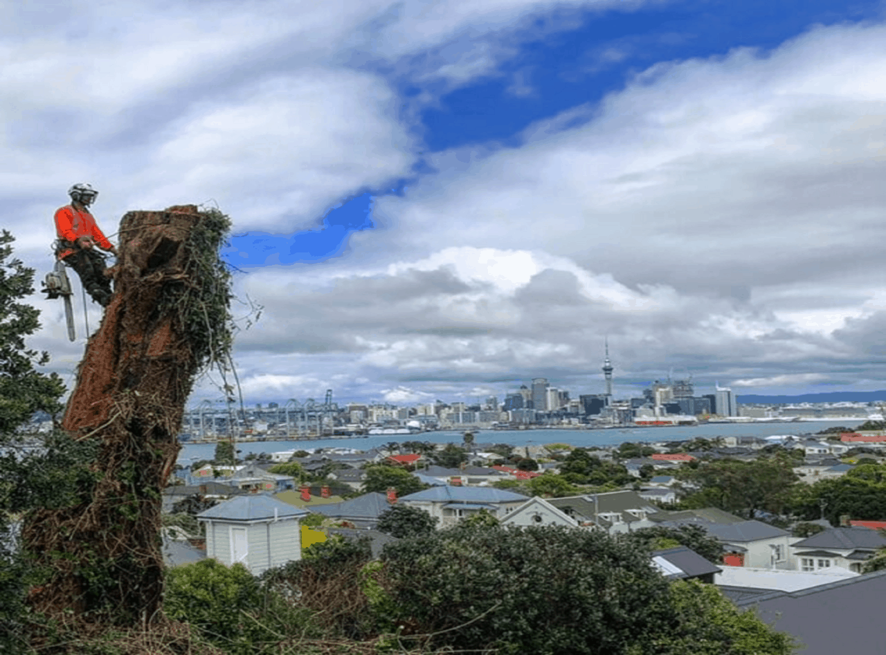 Auckland Arborist - Tree Removal & Tree Services Auckland